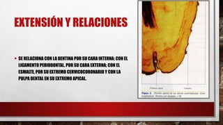 cemento radicular y partes del periodonto | PPTX
