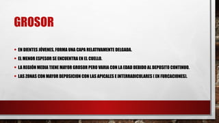 cemento radicular y partes del periodonto | PPTX