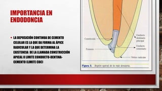 cemento radicular y partes del periodonto | PPTX