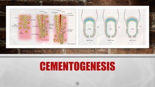 cemento radicular y partes del periodonto | PPTX