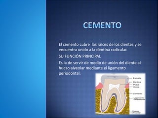 Cemento bioquimica | PPTX | Dental Health | Diseases and Conditions