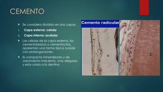 CEMENTO DENTAL anatomía dental desc.pptx