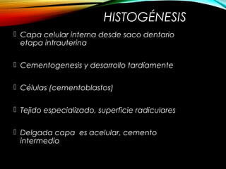 Cemento (funcion y consideraciones clinicas) | PPT