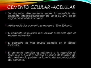 Cemento (funcion y consideraciones clinicas) | PPT