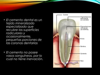 Cemento (funcion y consideraciones clinicas) | PPT