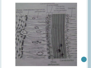 Cementogenesis | PPTX | Dental Health | Diseases and Conditions