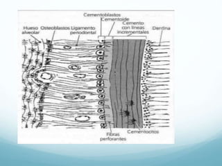 Cementogenesis | PPTX