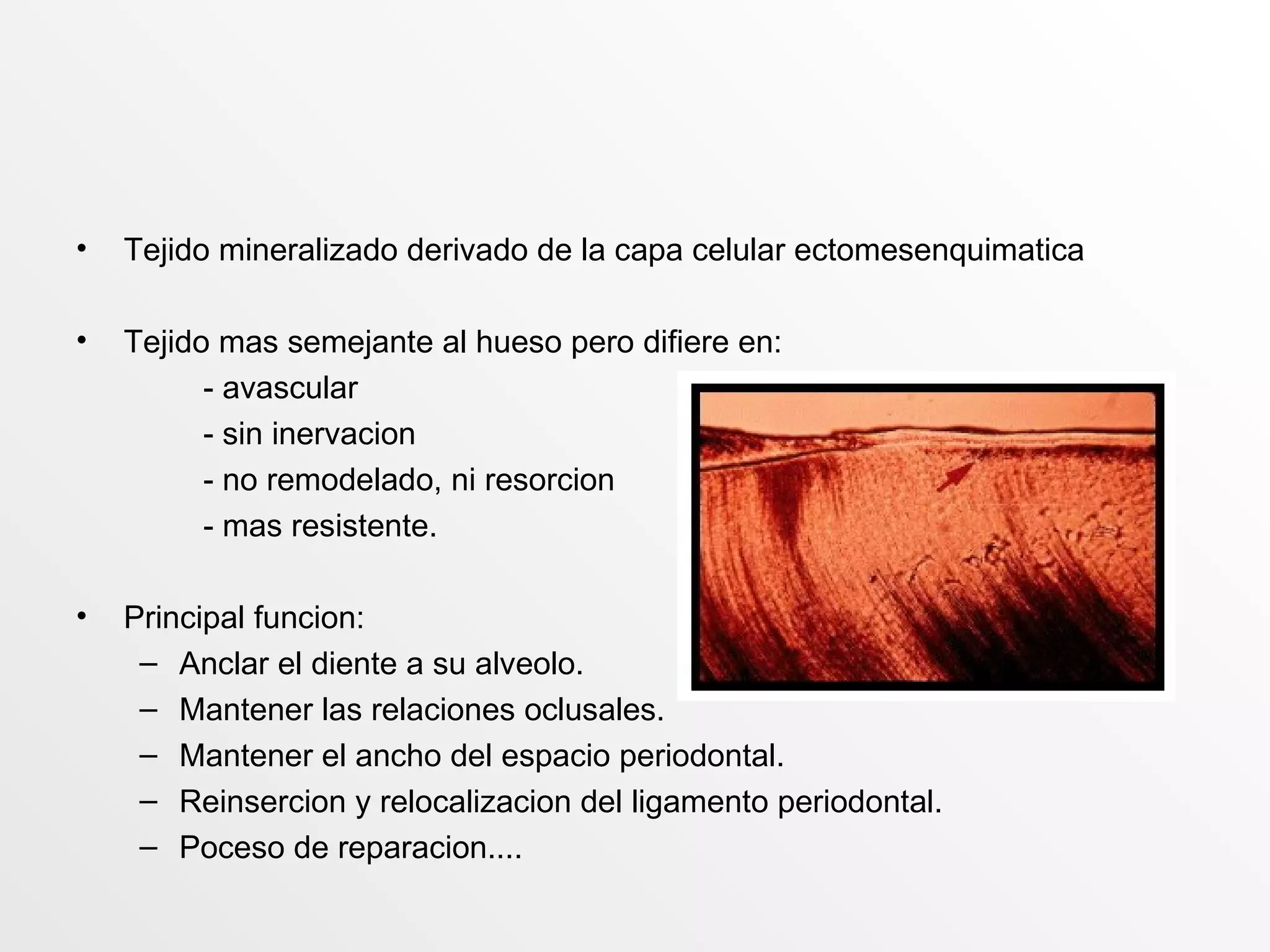Cemento Radicular | PPT | Dental Health | Diseases and Conditions
