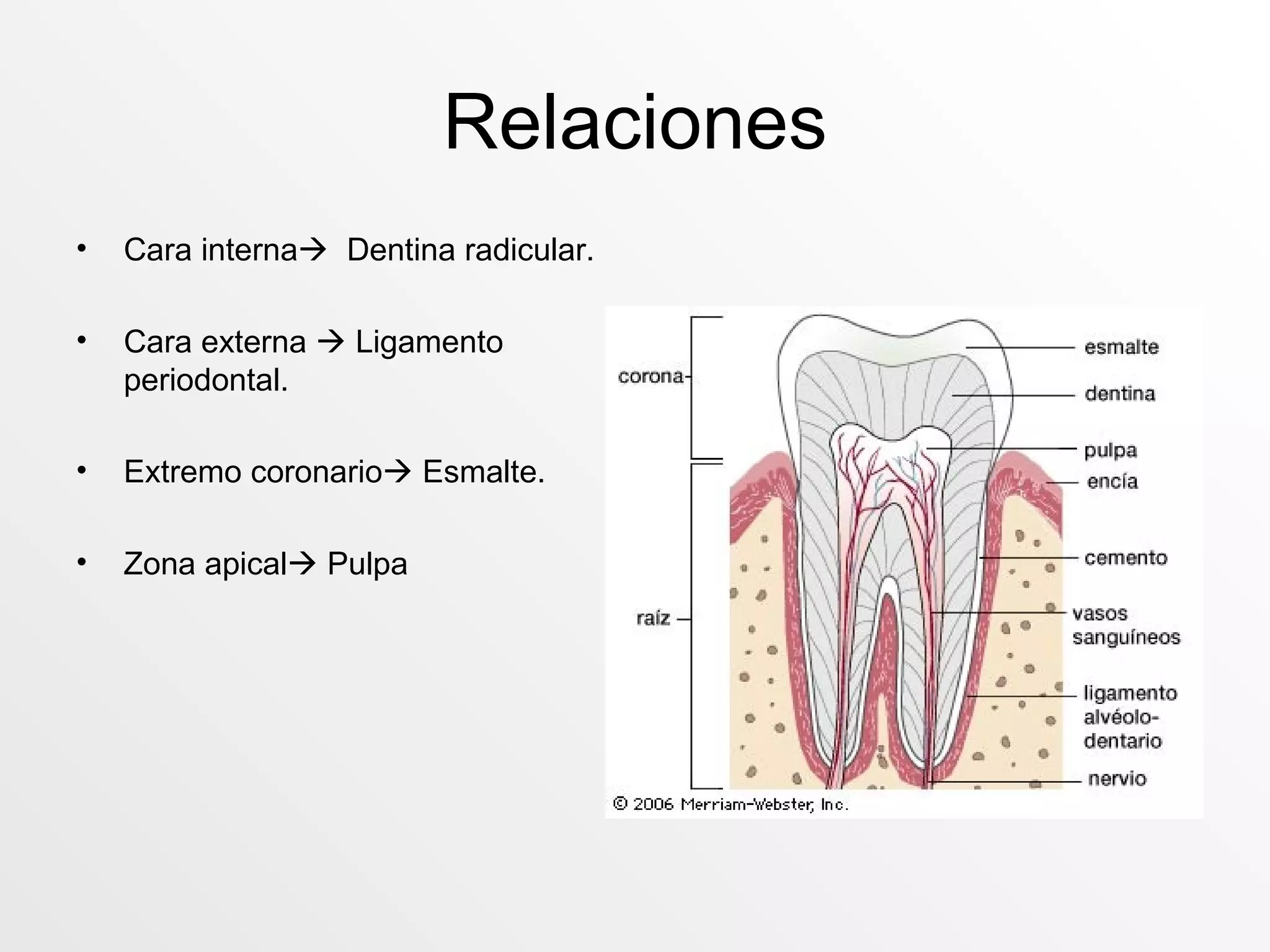 Cemento Radicular | PPT | Dental Health | Diseases and Conditions