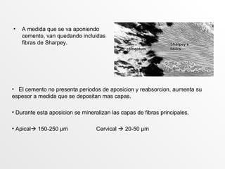 Cemento Radicular | PPT