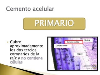Cemento radicular | PPTX