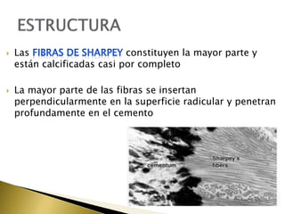 Cemento radicular | PPTX
