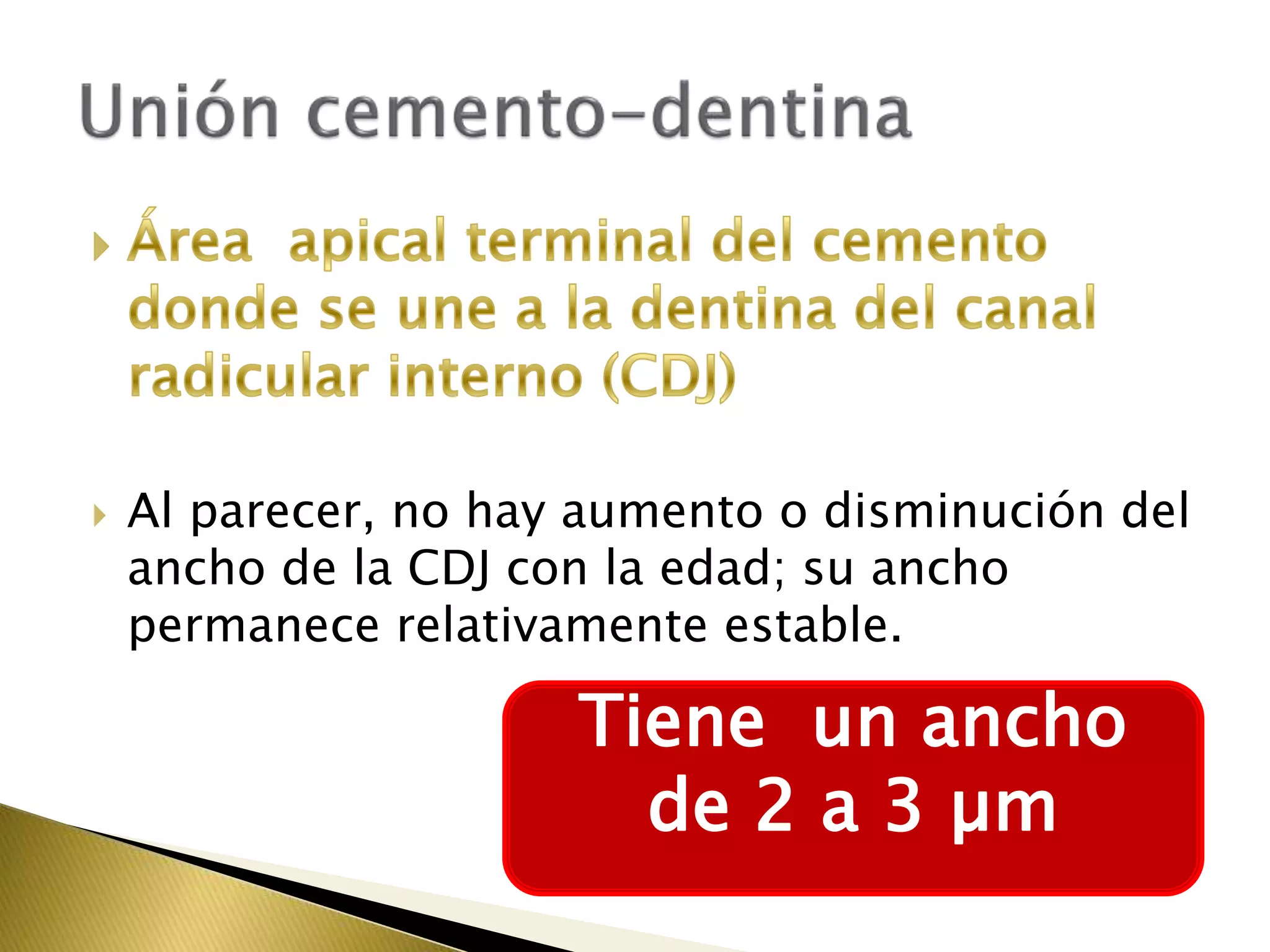 Cemento radicular | PPT
