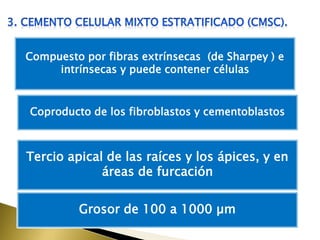 Cemento radicular | PPTX