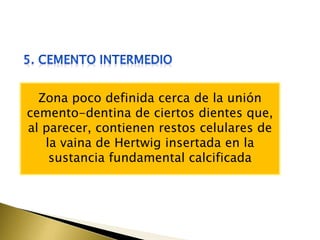 Cemento radicular | PPTX