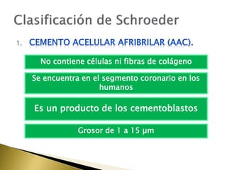 Cemento radicular | PPTX