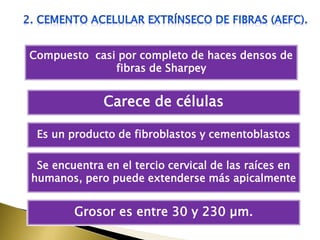 Cemento radicular | PPTX