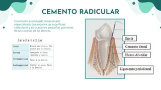 cemento radicular.pptx