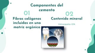 cemento radicular.pptx