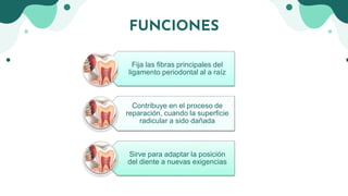 cemento radicular.pptx