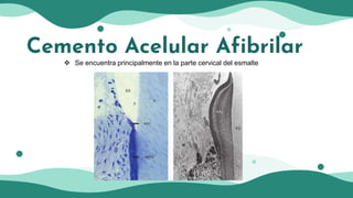 cemento radicular.pptx