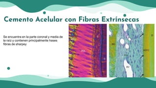 cemento radicular.pptx