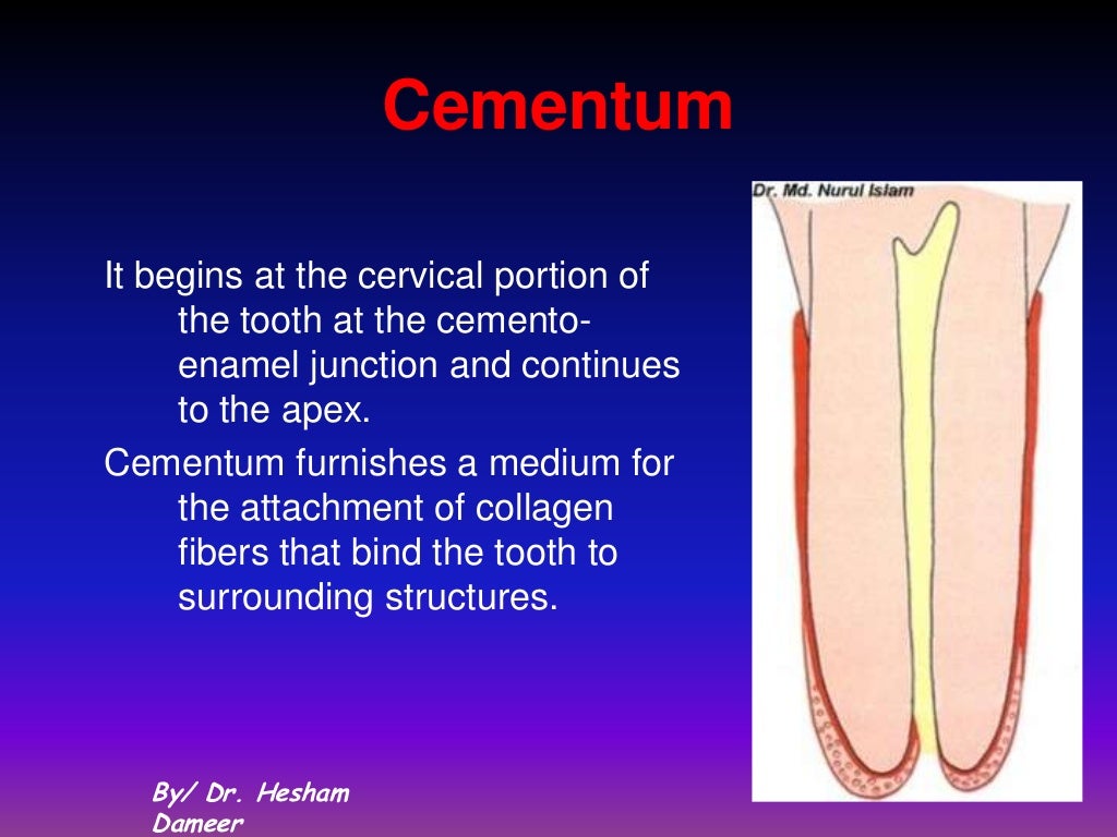 Cementum