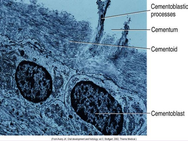 Cementum