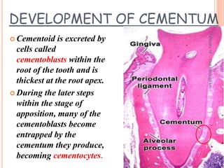 Cementum 140228101323-phpapp02 | PPTX
