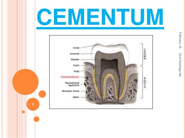 Cementum 140228101323-phpapp02
