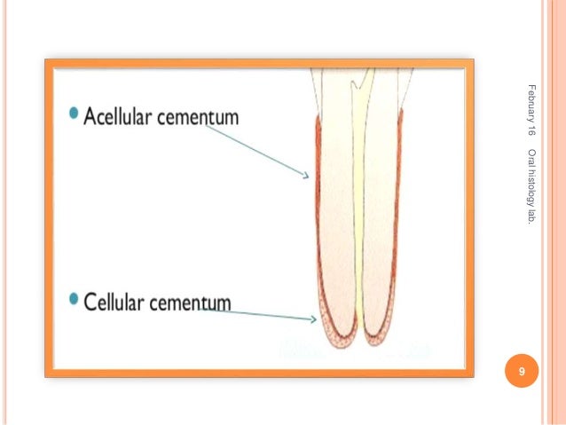 Cementum 140228101323-phpapp02