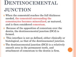 Cementum | PPT
