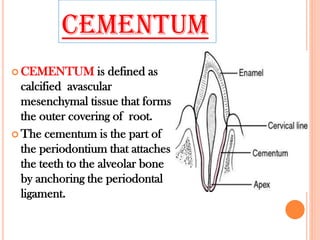 Cementum | PPT
