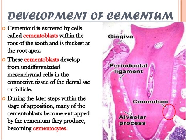 Cementum