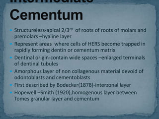 Cementum | PPTX | Dental Health | Diseases and Conditions