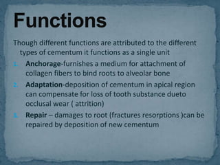 Cementum | PPTX | Dental Health | Diseases and Conditions