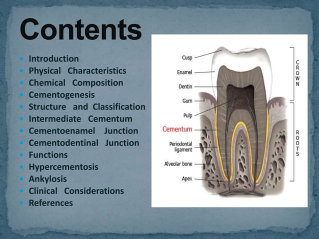 Cementum | PPTX | Dental Health | Diseases and Conditions