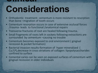 Cementum | PPTX | Dental Health | Diseases and Conditions