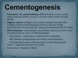 Cementum | PPTX