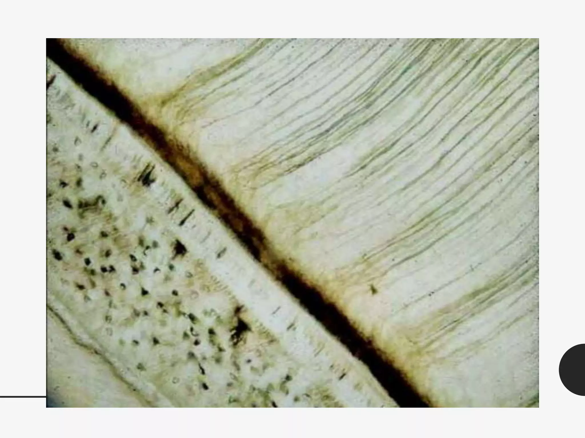 Oral Histology - Cementum | PPTX