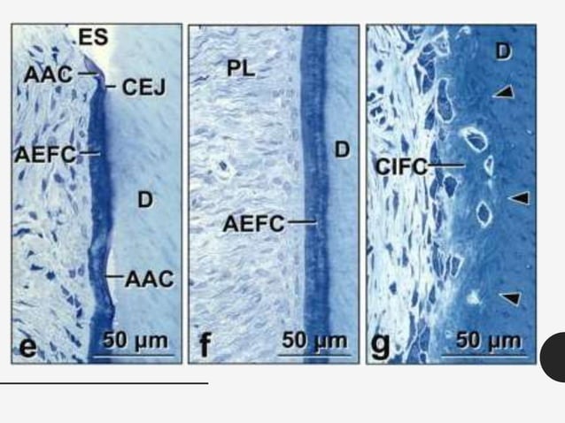 Oral Histology - Cementum | PPTX