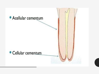 Oral Histology - Cementum | PPTX