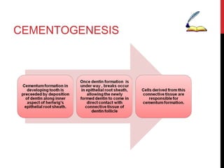 Cementum | PPT