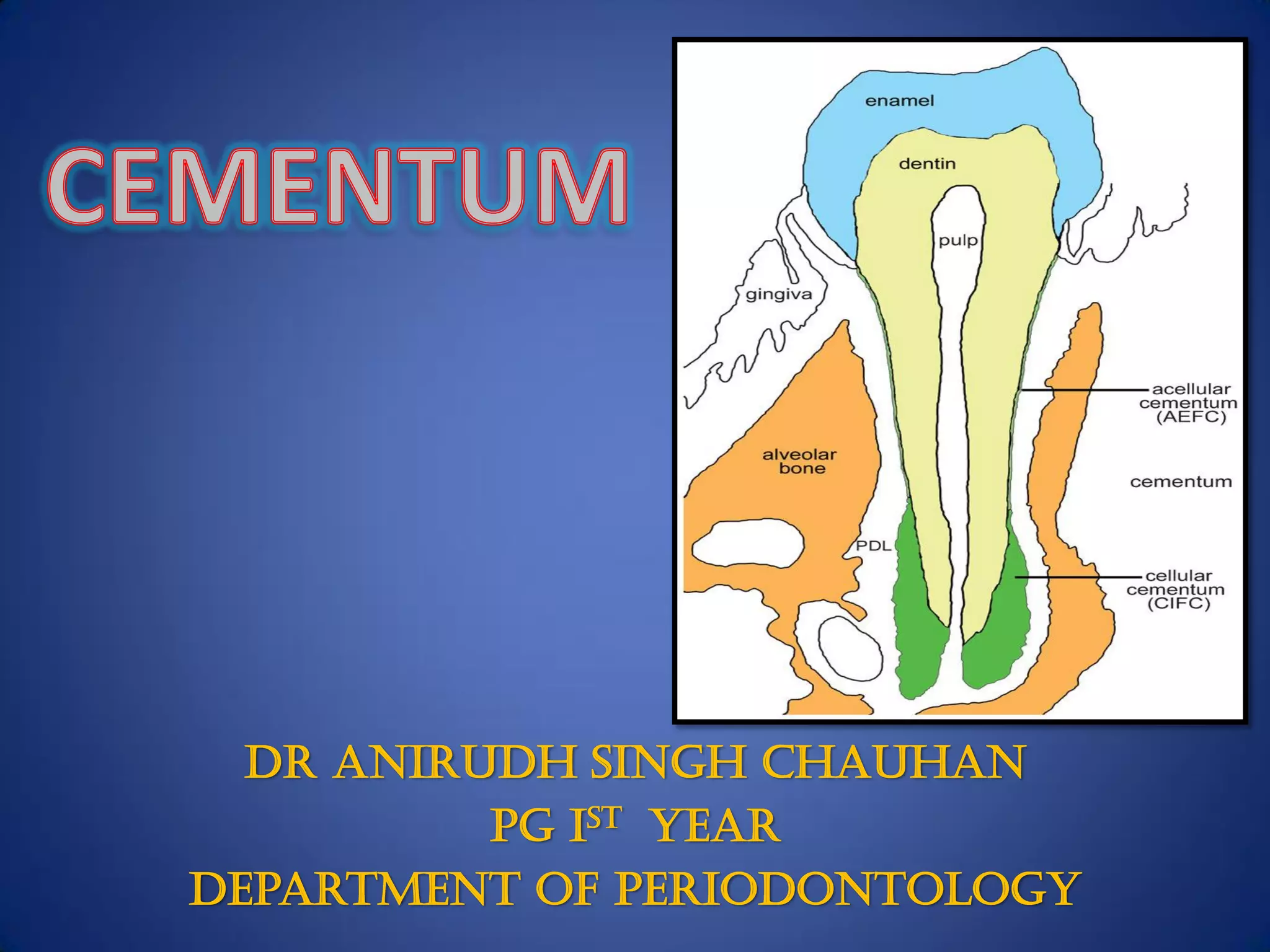 Cementum | PDF