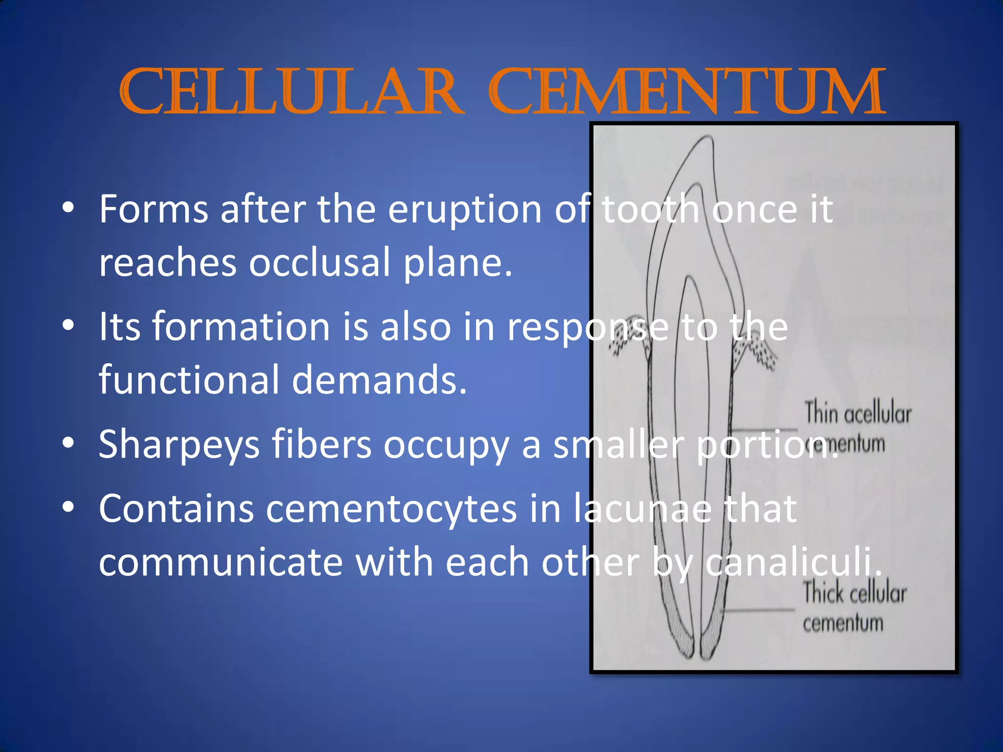 Cementum | PDF