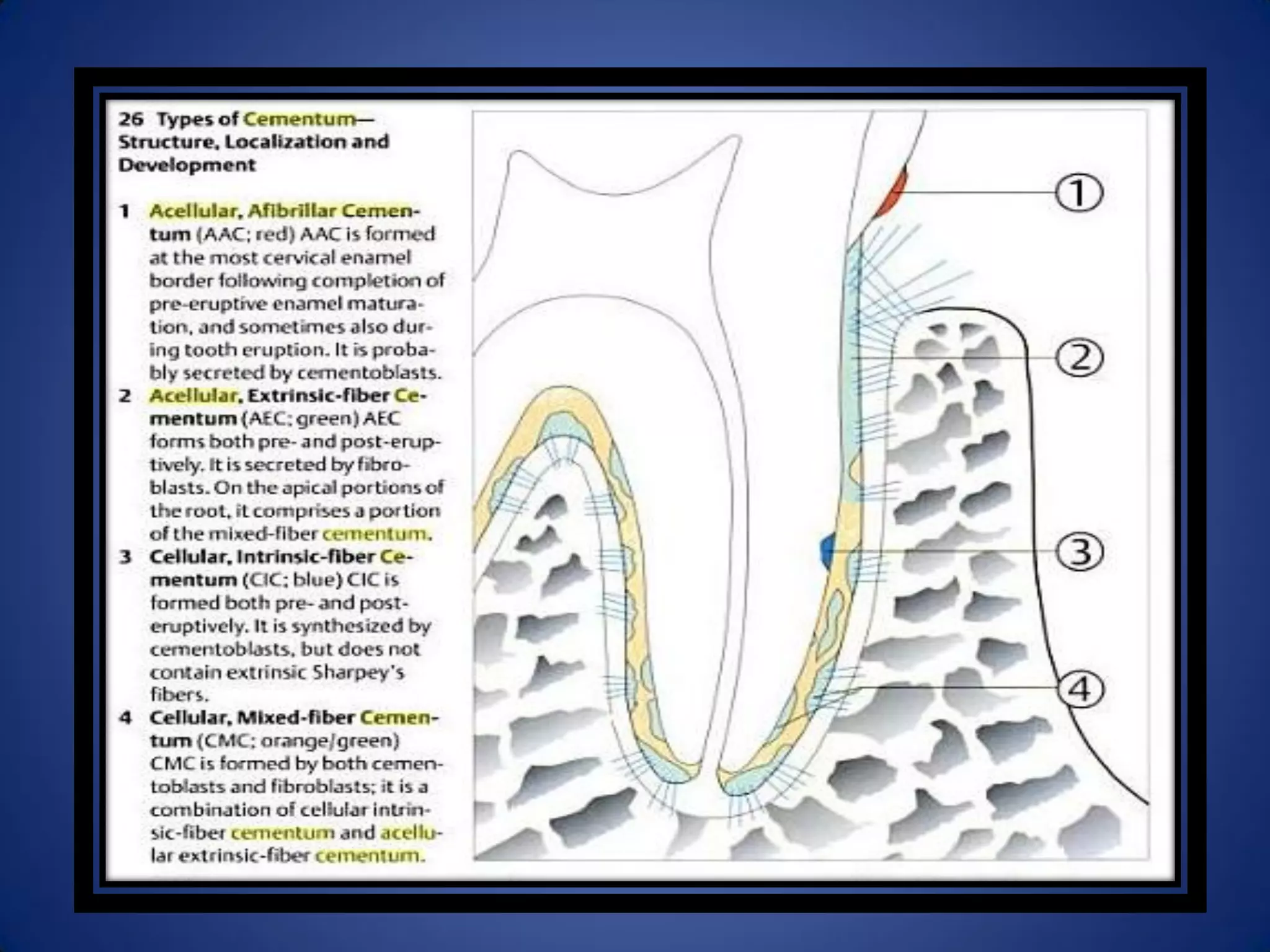 Cementum | PDF
