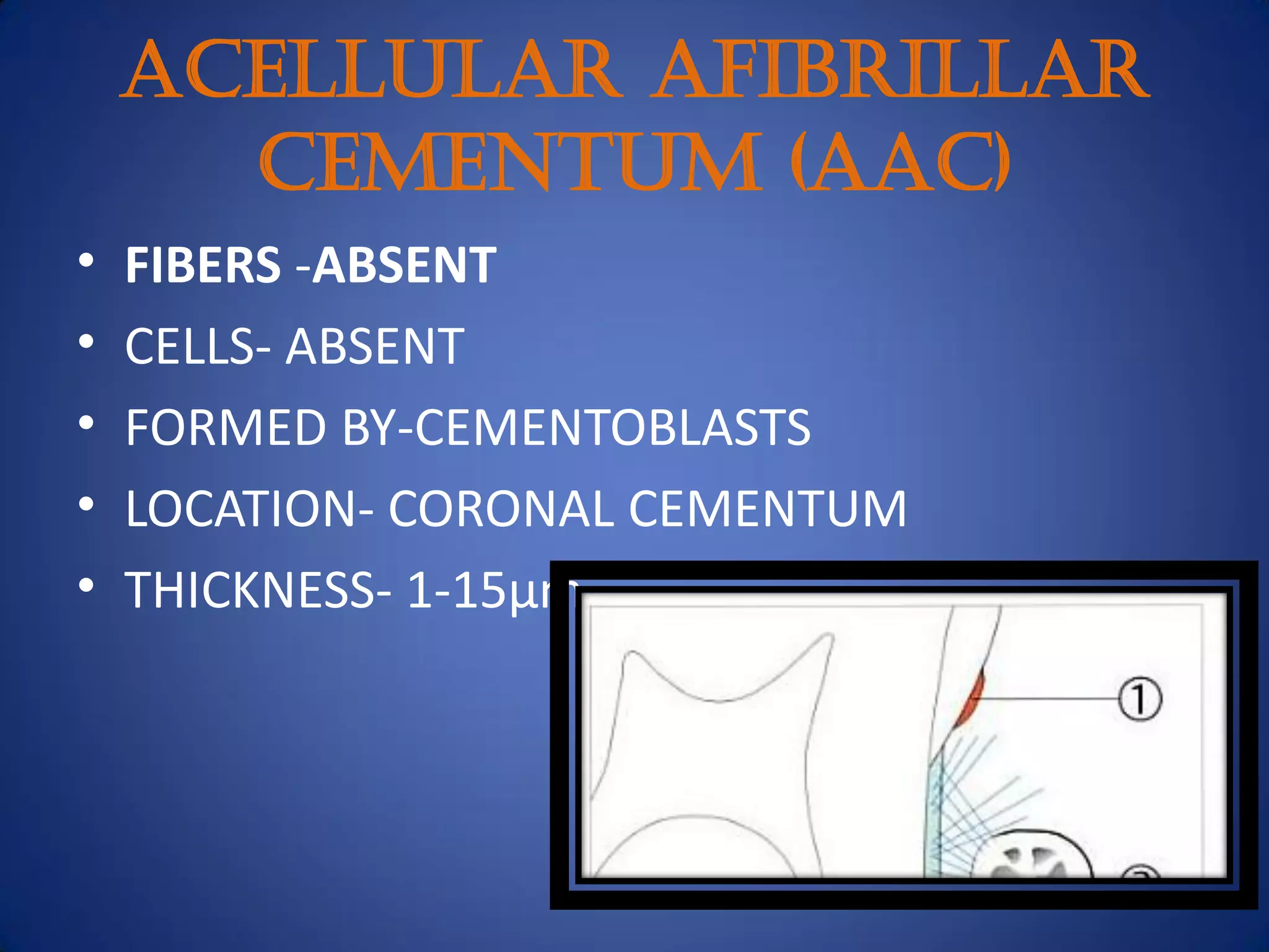Cementum | PDF