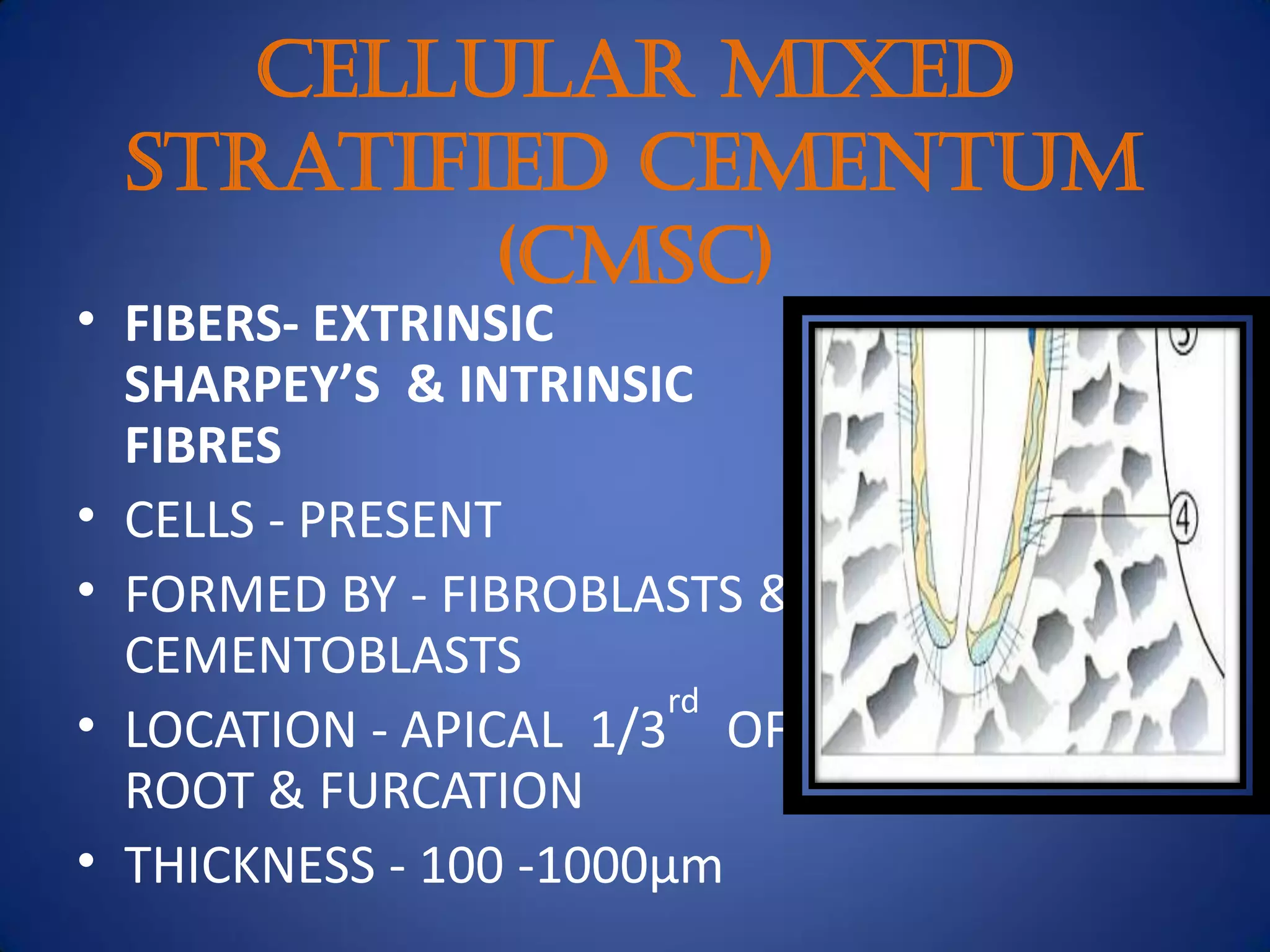 Cementum | PDF