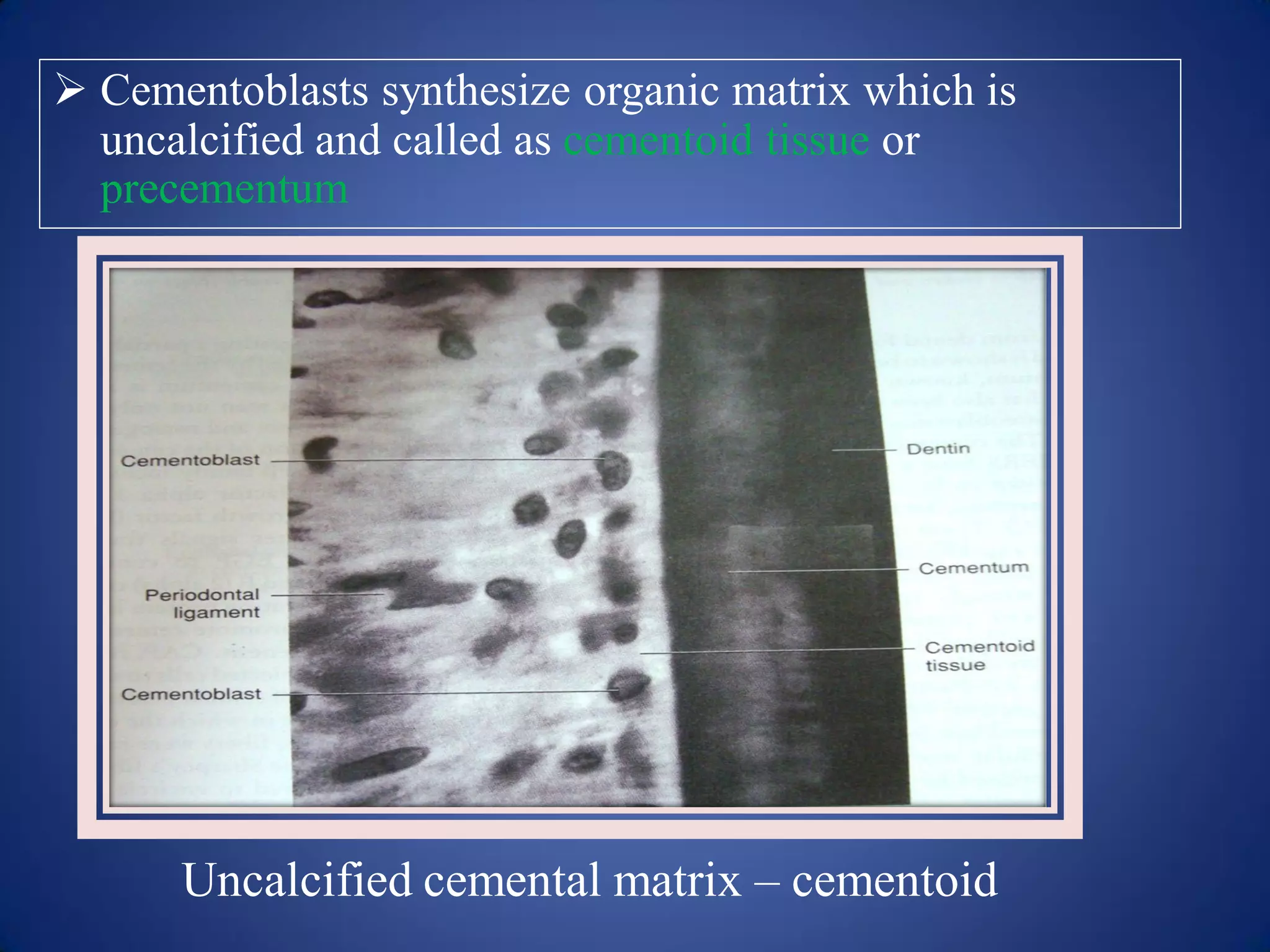 Cementum | PDF