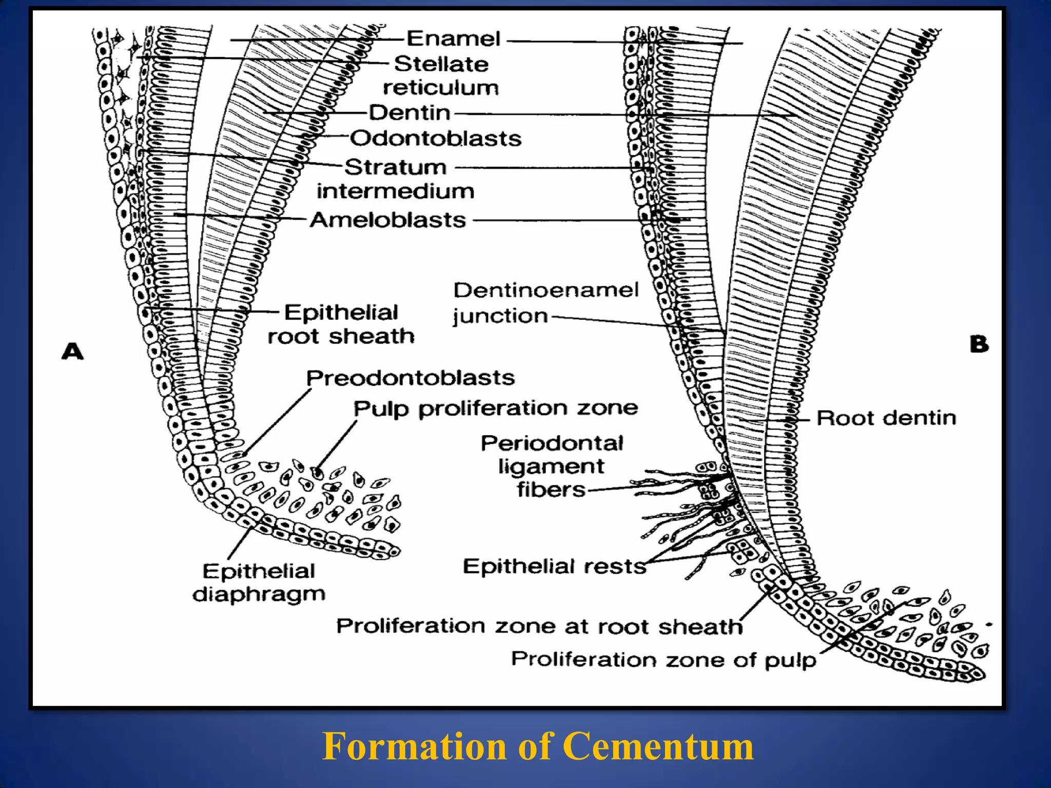 Cementum | PDF